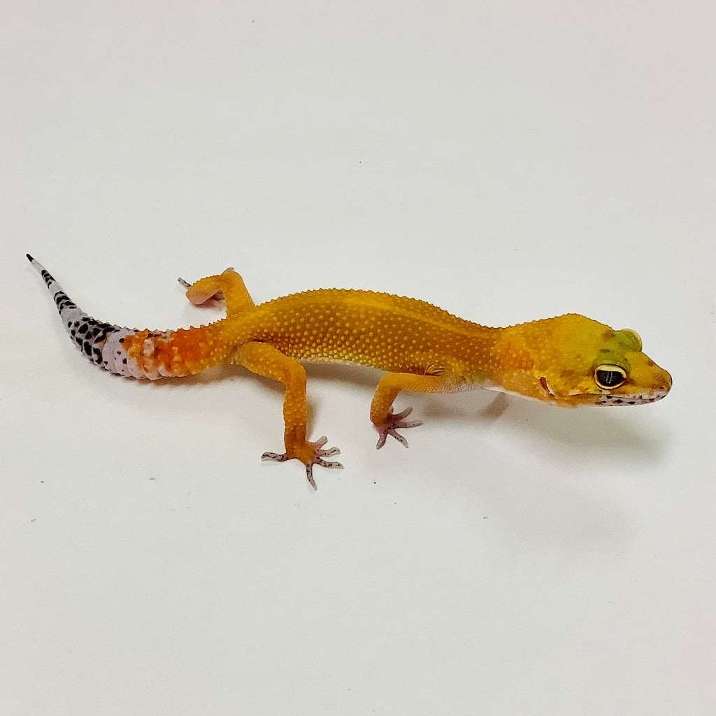 Super Hypo Tangerine Carrot Tail Baldy Leopard Gecko by BHB Reptiles ...