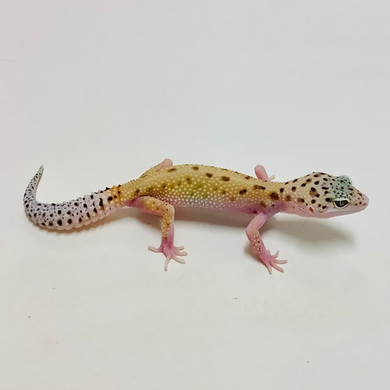 Hypo Mack Snow W/Y Het Eclipse Leopard Gecko by BHB Reptiles