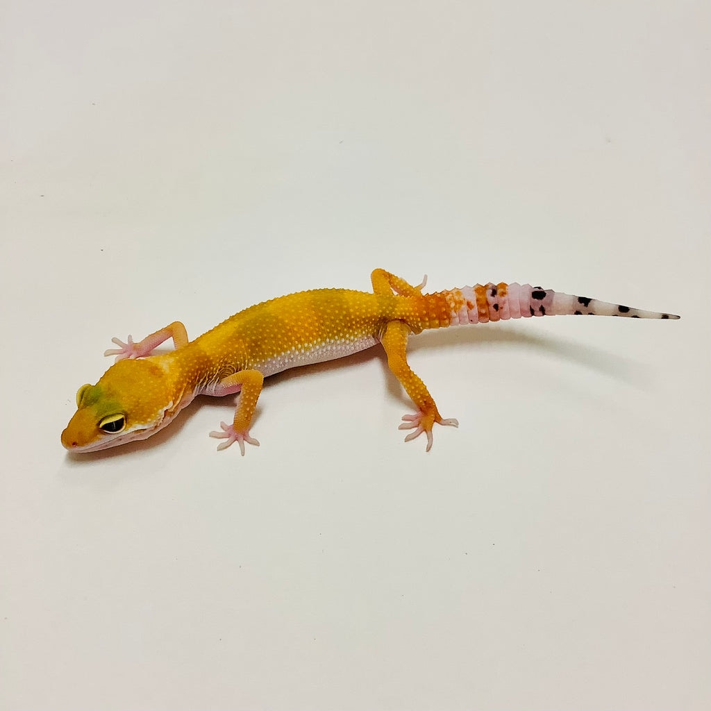 Super Hypo Tangerine Carrot Tail Baldy Leopard Gecko by BHB Reptiles ...