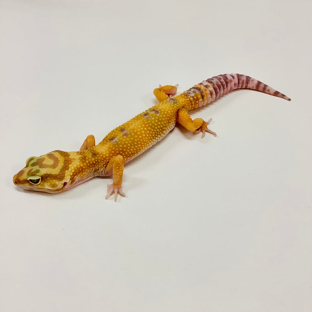 Albino Tremper Tangerine Pos Het Eclipse & Murphy Patternless Leopard ...