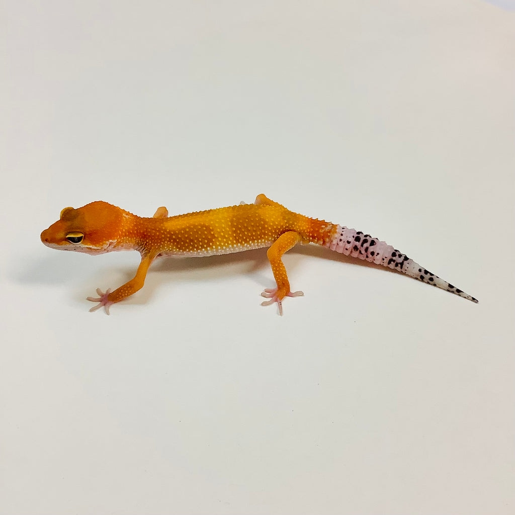 Super Hypo Tangerine Carrot Tail Baldy Leopard Gecko by BHB Reptiles ...