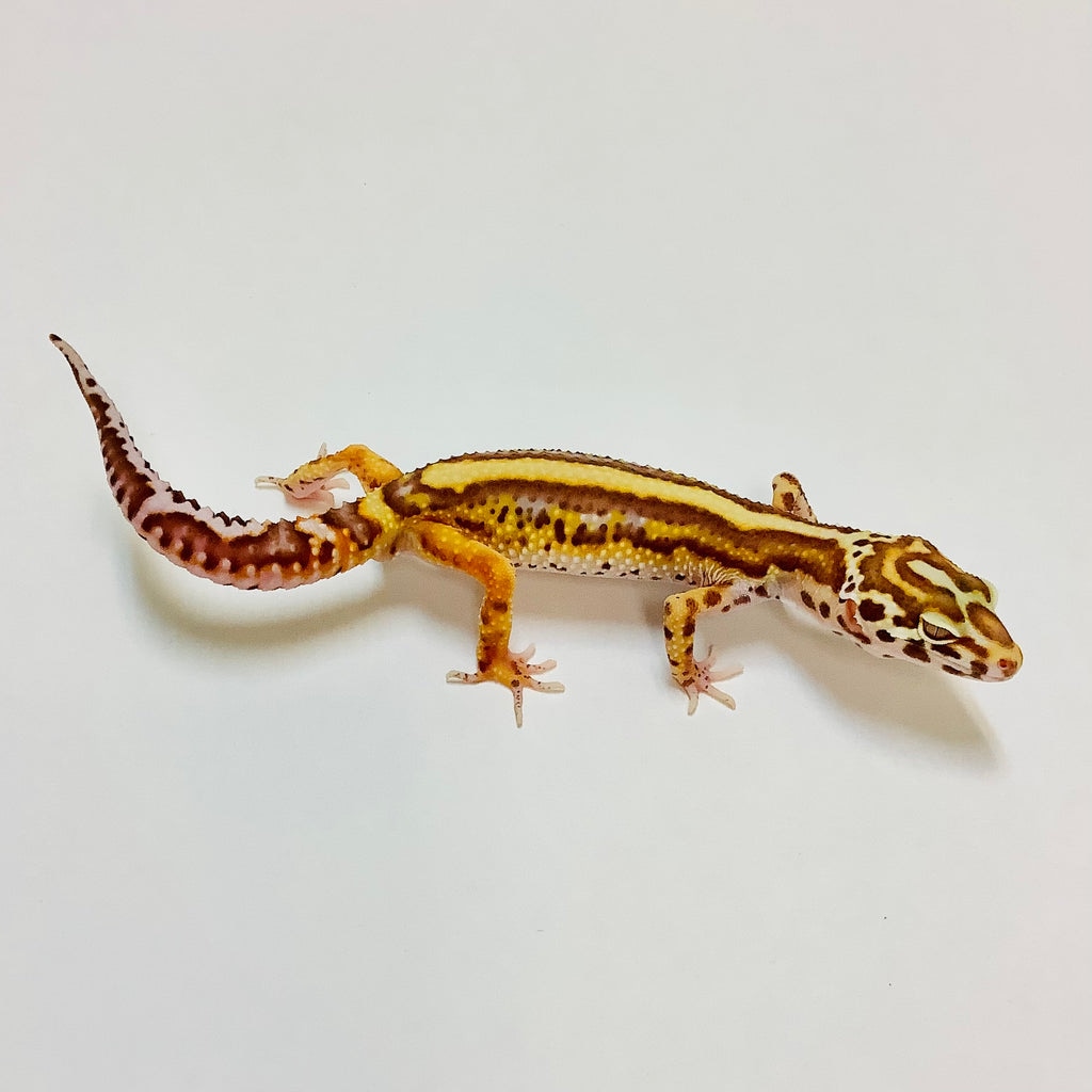 Bold Bell Albino Leopard Gecko by BHB Reptiles - MorphMarket