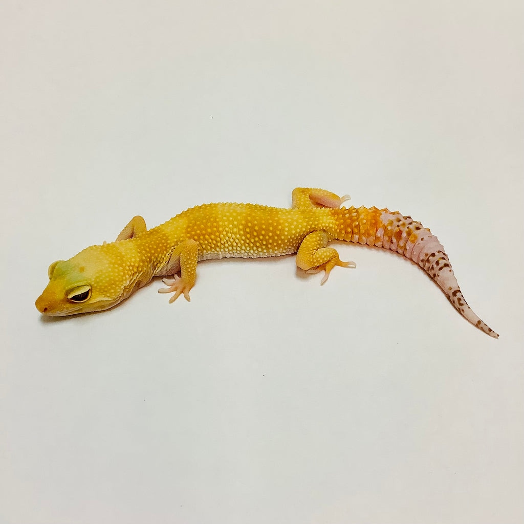 Super Hypo Tangerine Carrot Tail Baldy Leopard Gecko by BHB Reptiles ...