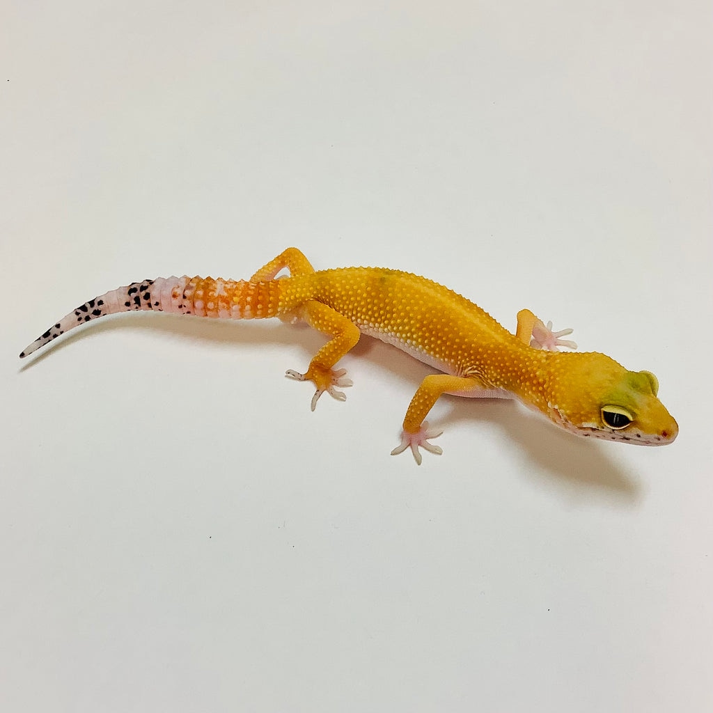 Super Hypo Tangerine Carrot Tail Baldy Leopard Gecko by BHB Reptiles ...