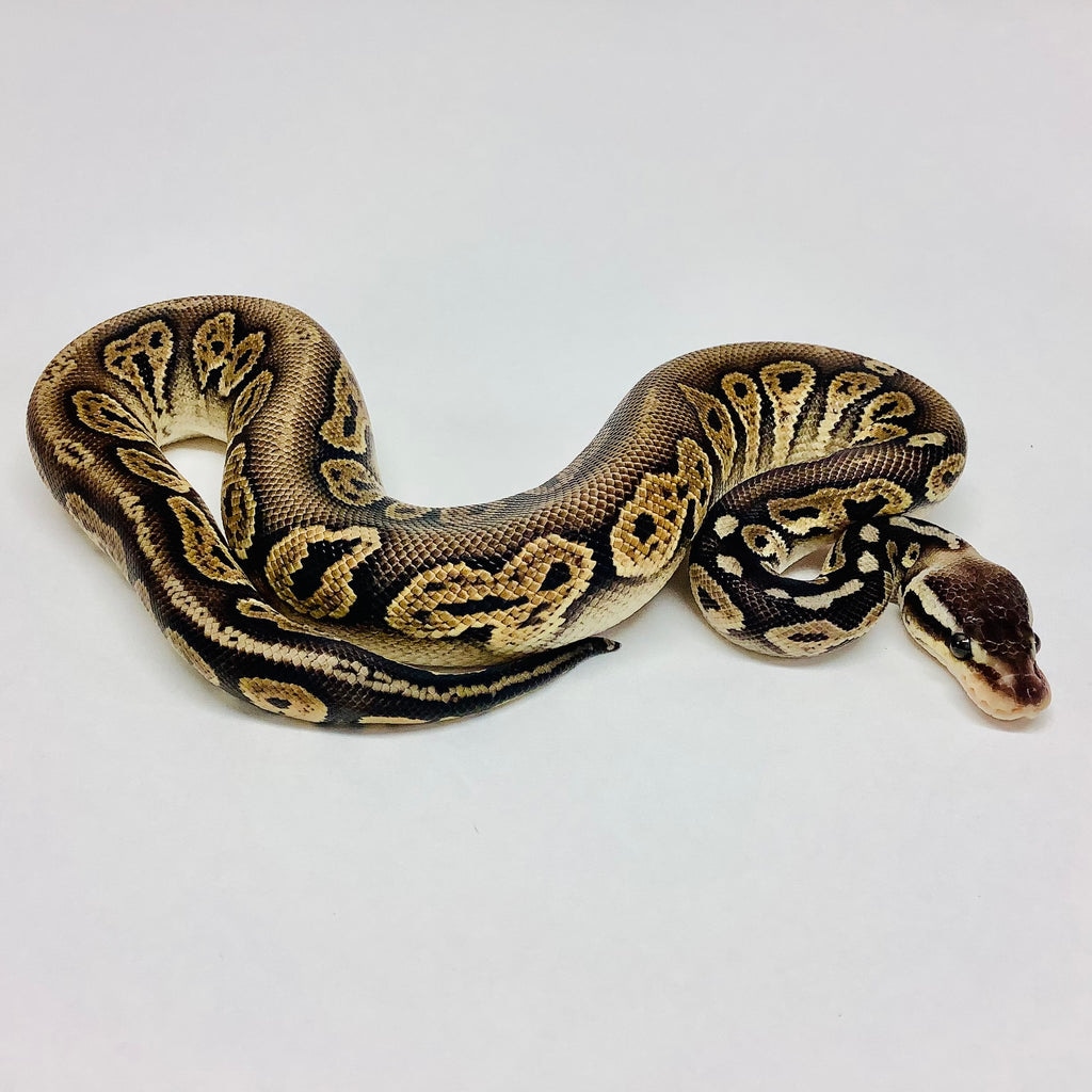 Black Pewter Ball Python by BHB Reptiles - MorphMarket