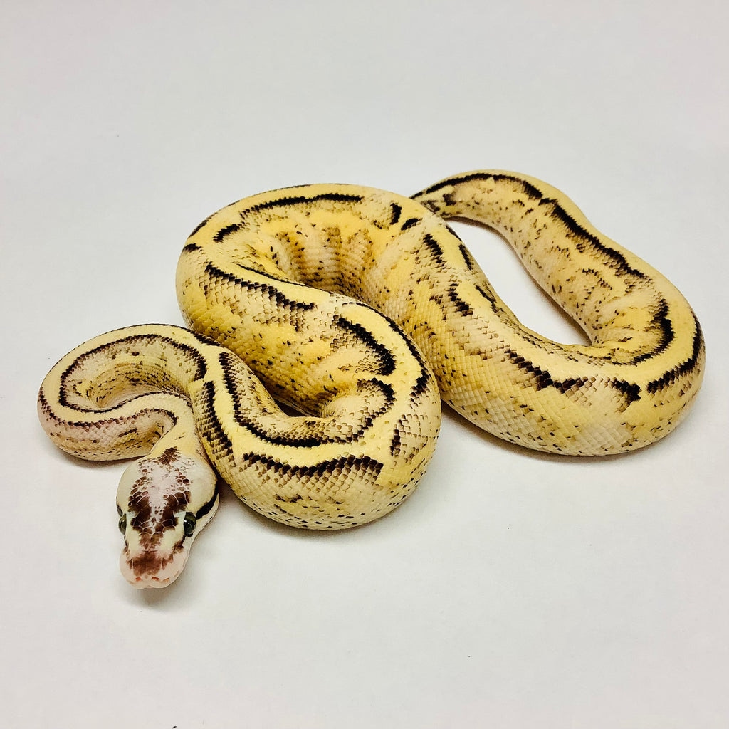 Firefly Super Stripe Ball Python by BHB Reptiles - MorphMarket