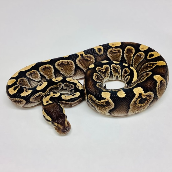 GHI Het Russo Ball Python by BHB Reptiles