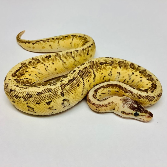 Vanilla Lemonblast Yellowbelly Ball Python by BHB Reptiles