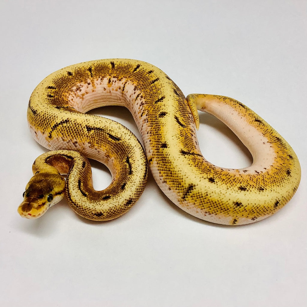 Fire Spinner Super Orange Dream Ball Python by BHB Reptiles - MorphMarket