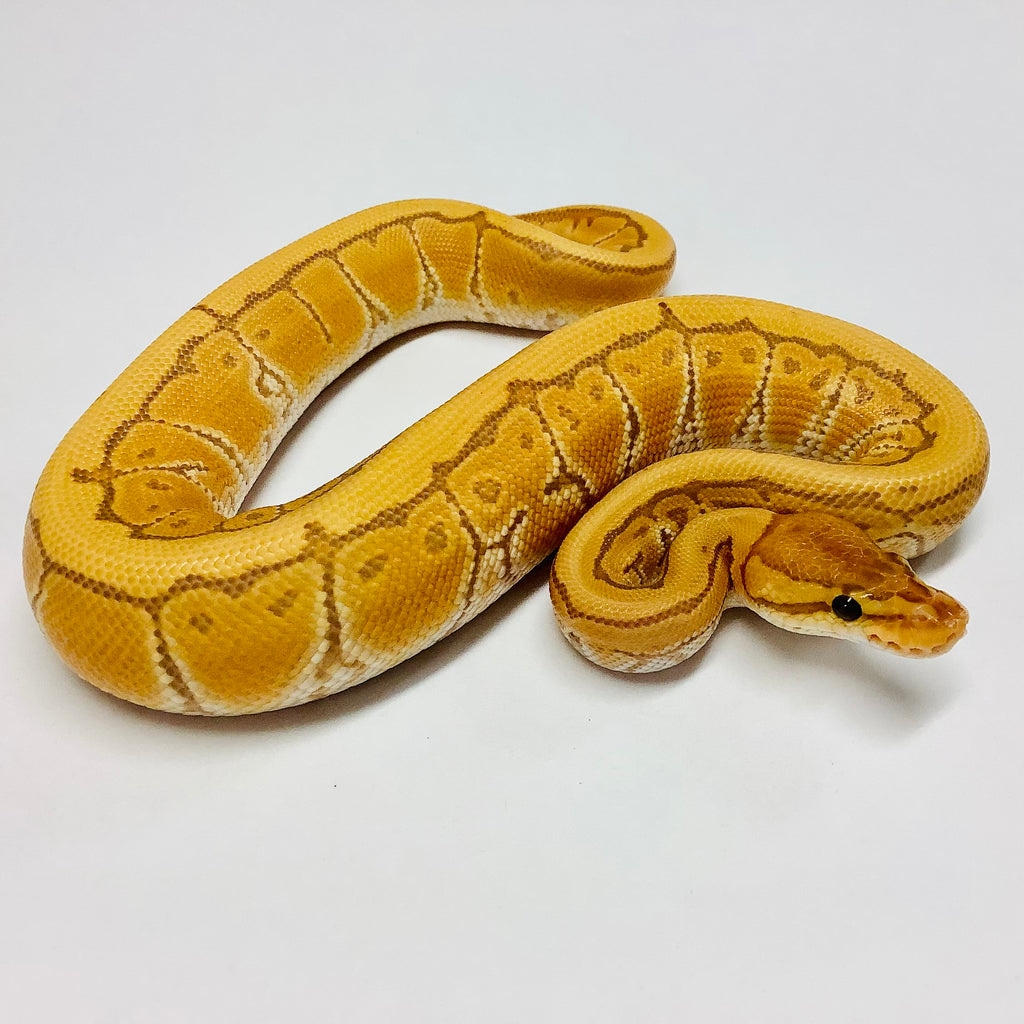 Ultramel Pinstripe Ball Python by BHB Reptiles - MorphMarket