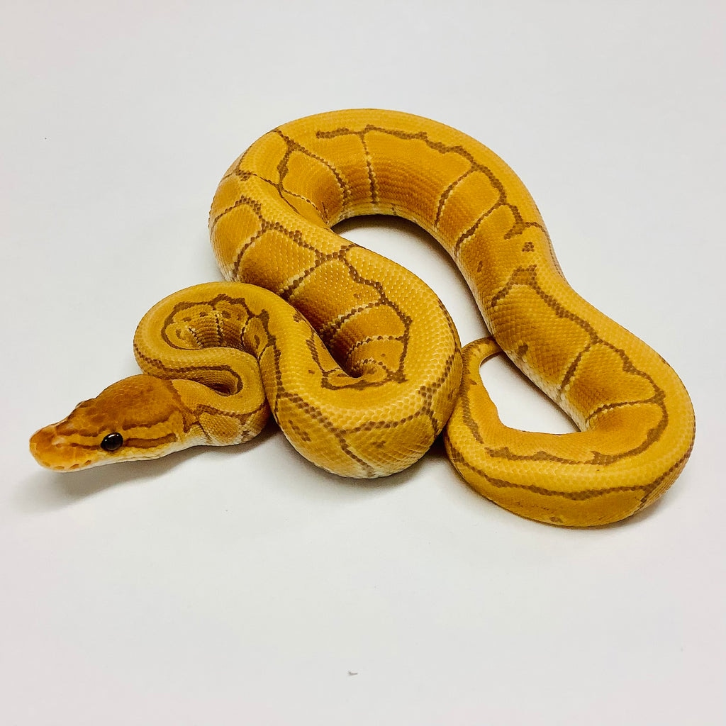 Ultramel Pinstripe Ball Python by BHB Reptiles - MorphMarket