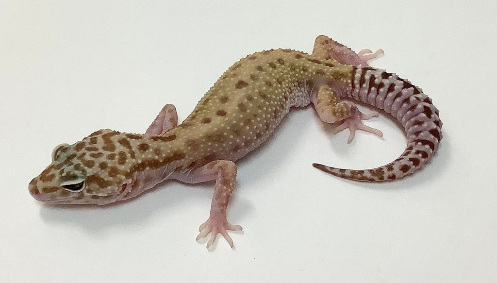 Mack Snow Raptor Leopard Gecko by BHB Reptiles - MorphMarket