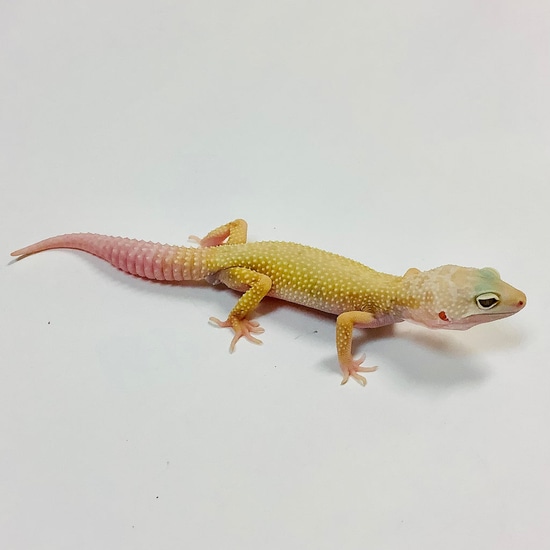 Albino Tremper Murphy Patternless Leopard Gecko by BHB Reptiles