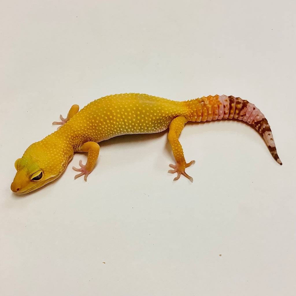 Raptor Leopard Gecko by BHB Reptiles - MorphMarket