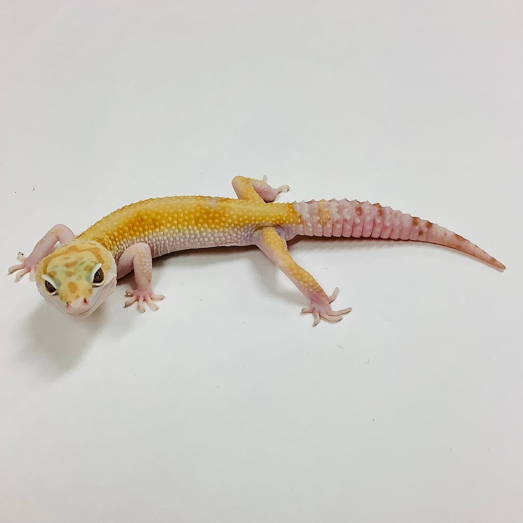 Snow Glow Eclipse Leopard Gecko by BHB Reptiles - MorphMarket