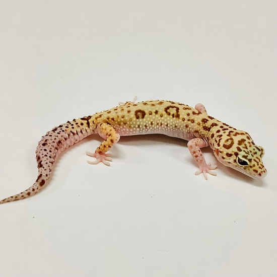 Mack Snow Raptor W/Y Leopard Gecko by BHB Reptiles