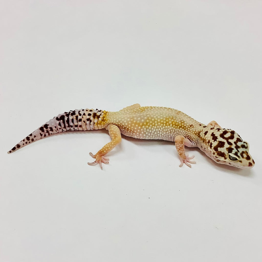 Super Hypo Mack Snow W/Y Het Bell Leopard Gecko by BHB Reptiles ...