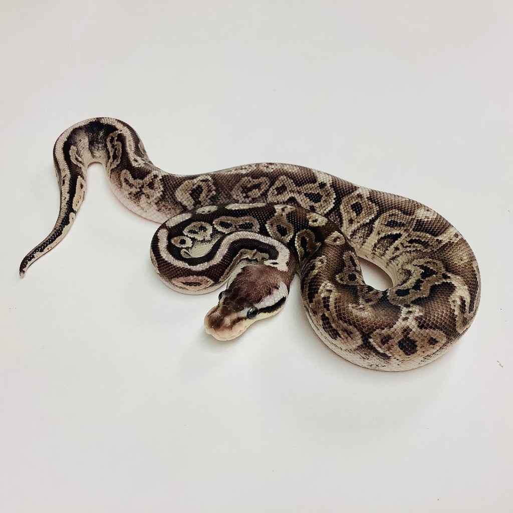 Black Pewter Ball Python by BHB Reptiles - MorphMarket