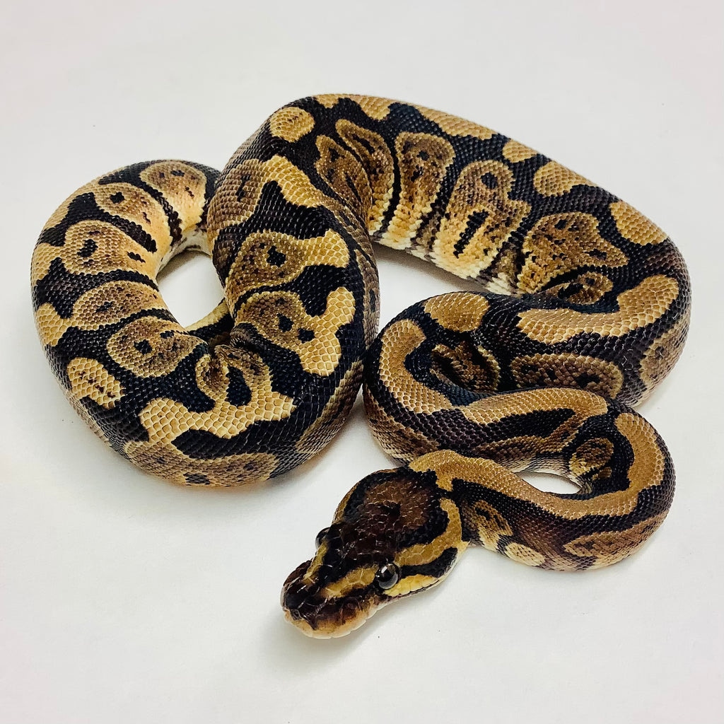 Red Stripe Ball Python by BHB Reptiles - MorphMarket