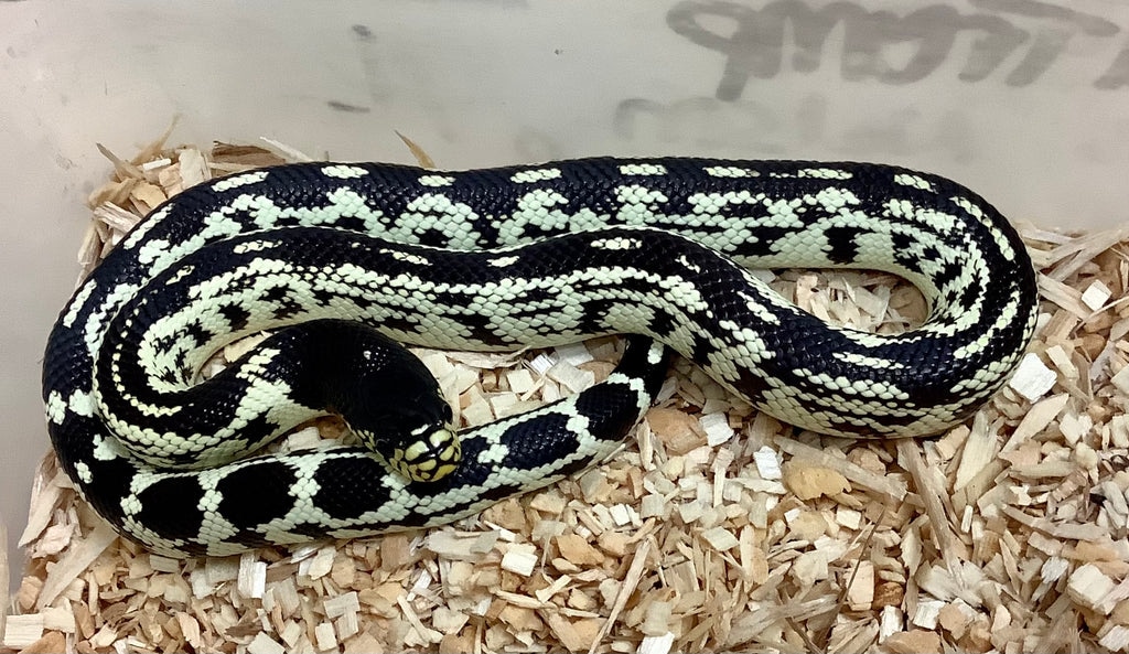 Aberrant California Kingsnake by BHB Reptiles - MorphMarket