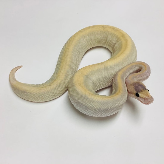 Pinstripe Mimosa Ball Python by BHB Reptiles