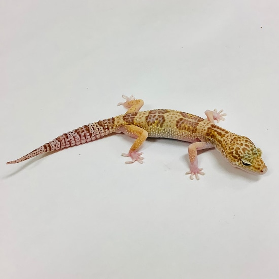 Hyper Xanthic Mack Snow Raptor Leopard Gecko by BHB Reptiles