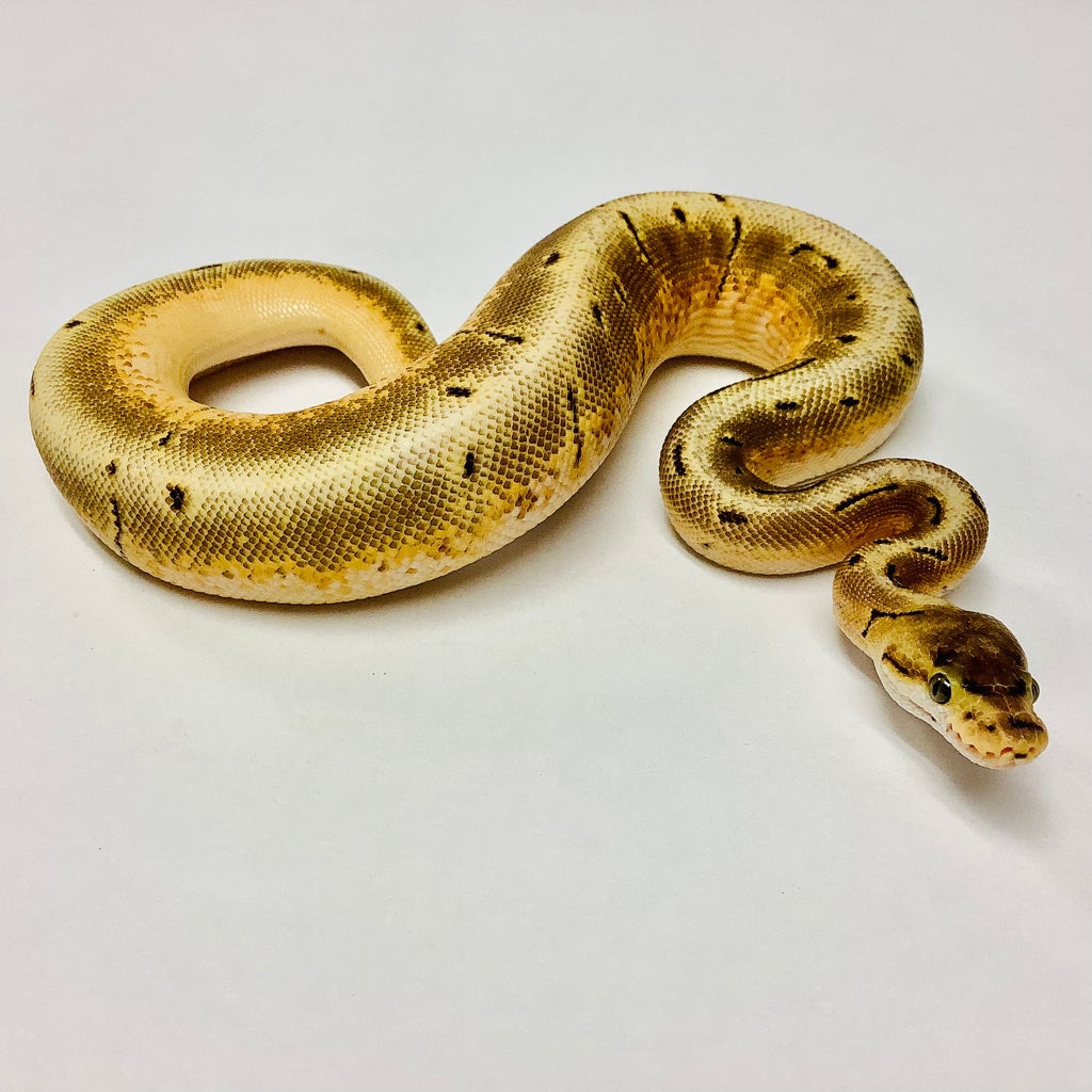 Super Enchi Spinner X-treme Ball Python by BHB Reptiles - MorphMarket