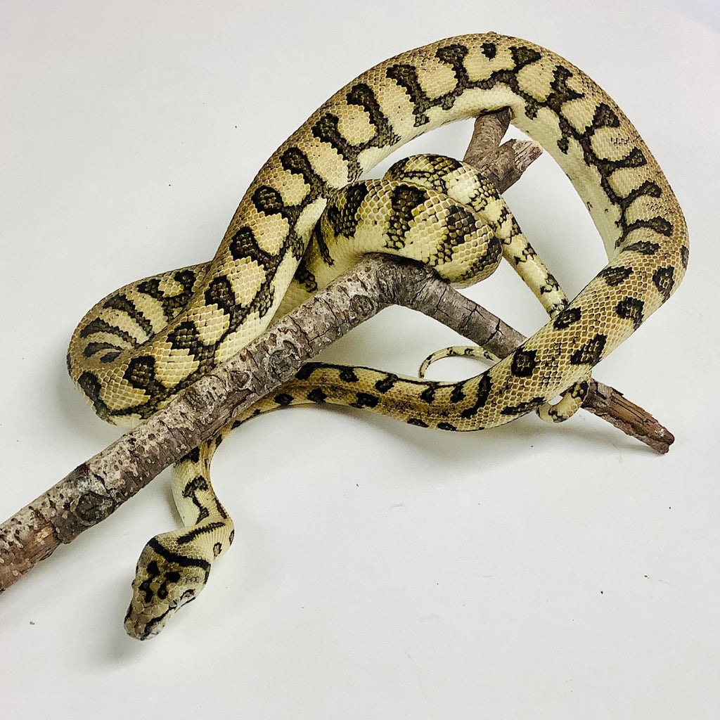 Jag Carpet Python- Male #2020M03 Other Carpet Python by BHB Reptiles ...
