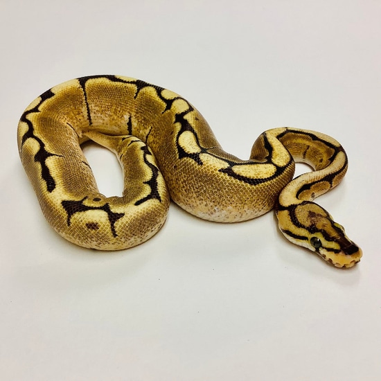 Vanilla Spider Ball Python by BHB Reptiles