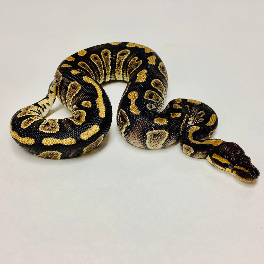Super Chocolate Ball Python by BHB Reptiles - MorphMarket