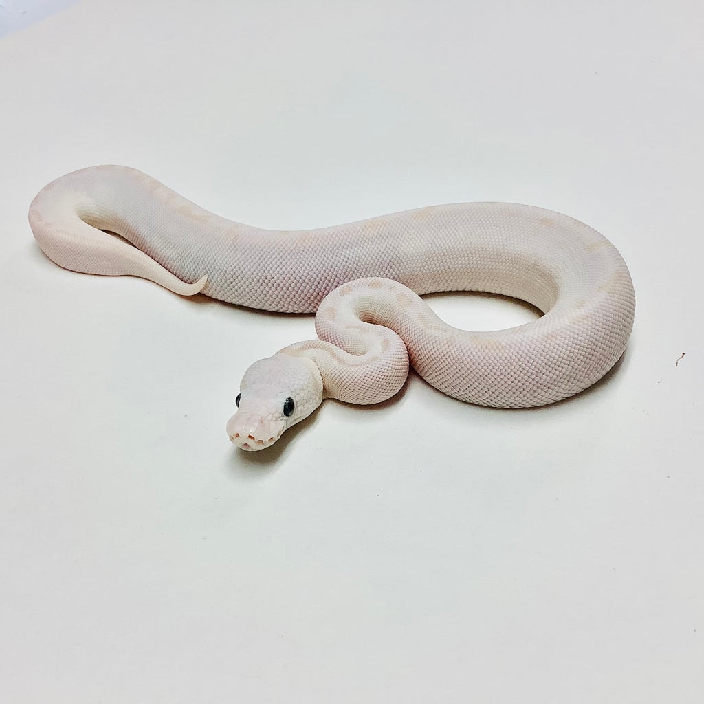 Blue Eyed Leucistic Ball Python by BHB Reptiles - MorphMarket