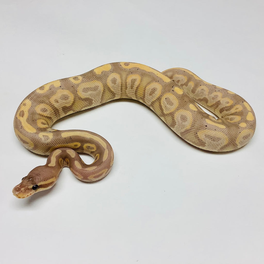 Banana Cinnamon Ball Python by BHB Reptiles - MorphMarket