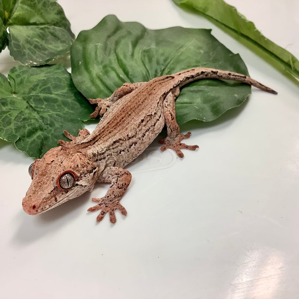 Pastel Pink Super Stripe- Gargoyle Gecko- Male #RTW01 by BHB Reptiles ...