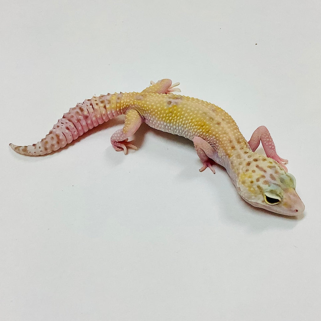 Mack Snow Raptor W/Y Leopard Gecko by BHB Reptiles - MorphMarket