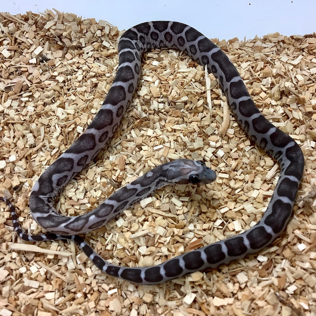 Scaleless Silver Queen Ghost Corn Snake by BHB Reptiles - MorphMarket