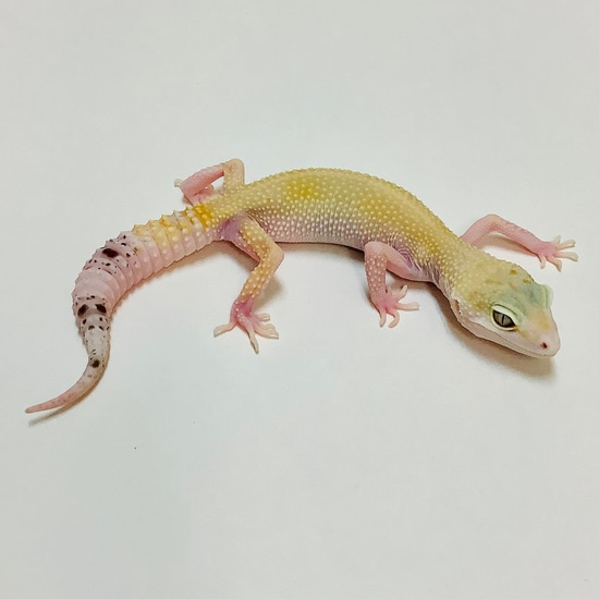 Super Hypo Mack Snow W/Y Eclipse Leopard Gecko by BHB Reptiles