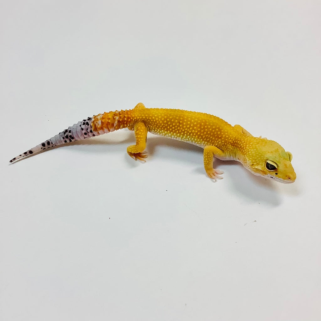 Super Hypo Tangerine Carrot Tail Baldy Leopard Gecko by BHB Reptiles ...