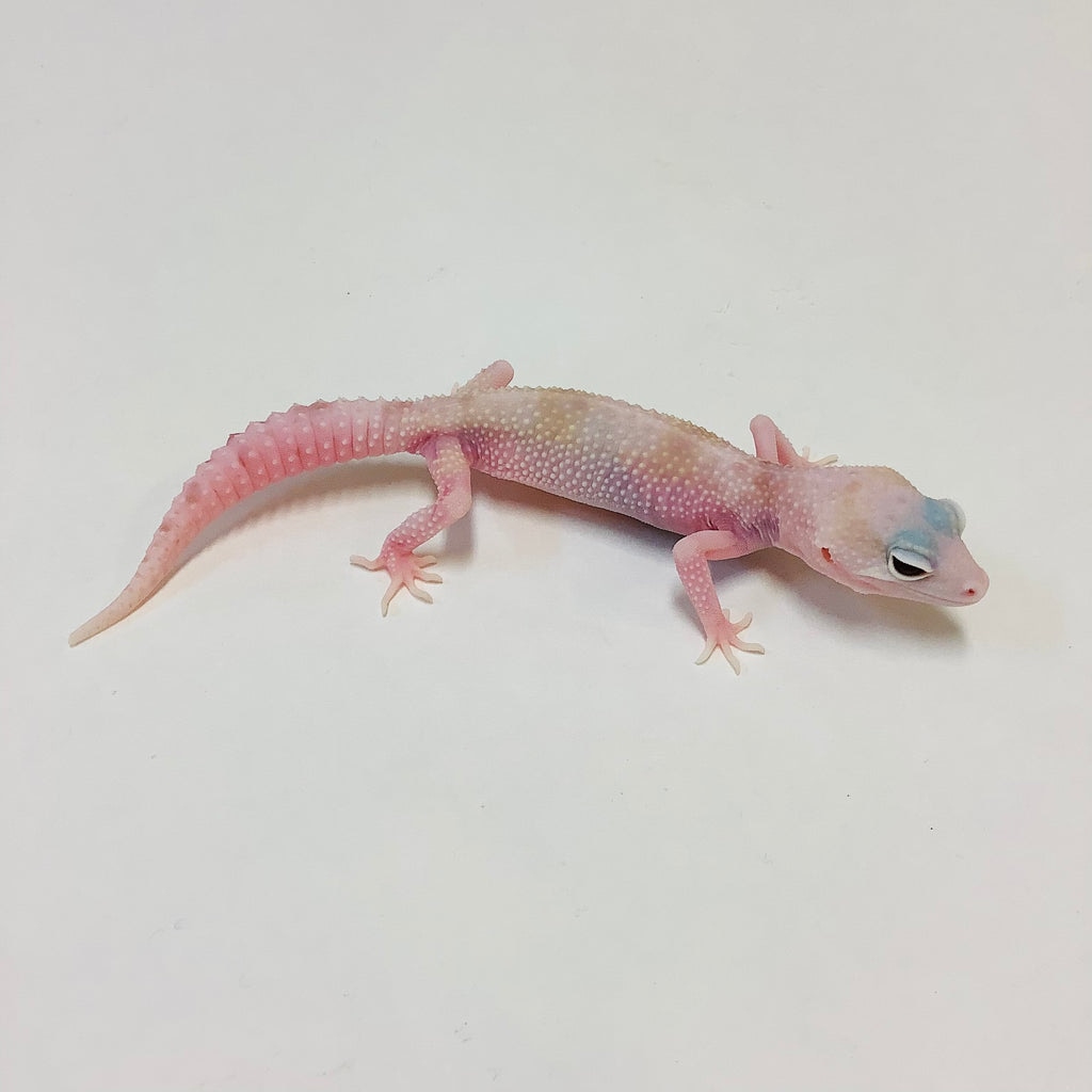 Mack Snow Raptor W/Y Leopard Gecko by BHB Reptiles - MorphMarket