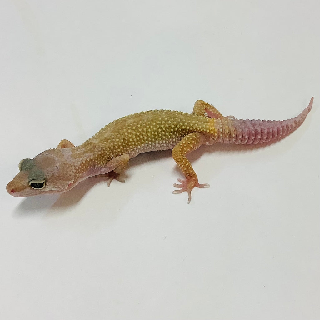 Murphy Patternless Leopard Gecko by BHB Reptiles - MorphMarket