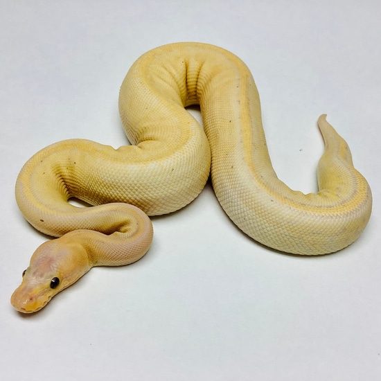 Banana Camo Ball Python by BHB Reptiles