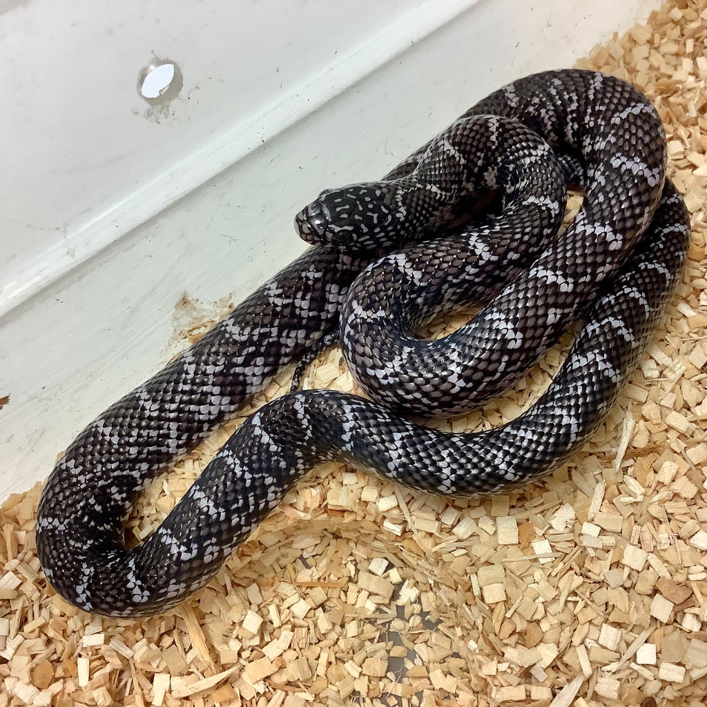 Anerythristic Brooks' Kingsnake by BHB Reptiles - MorphMarket