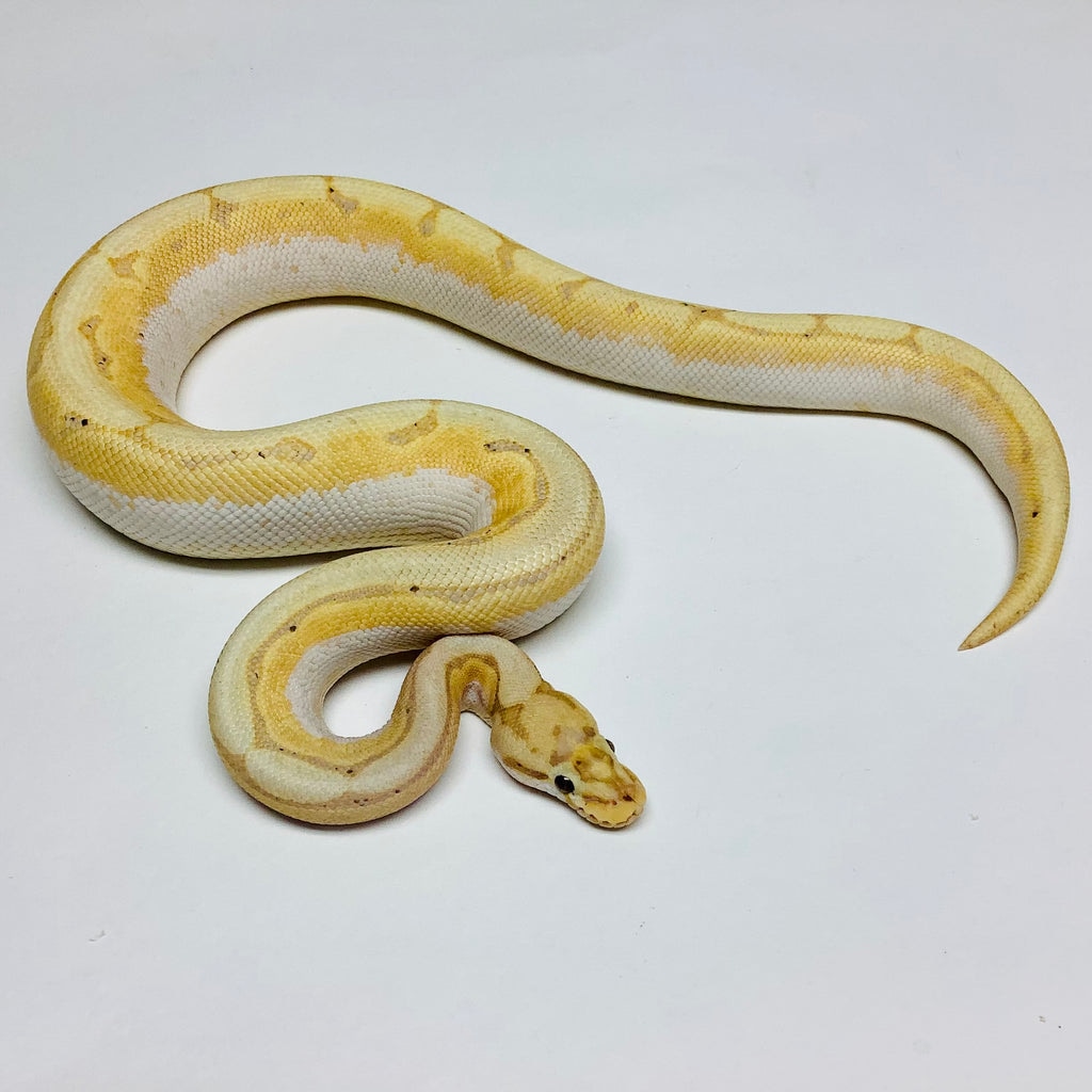 Banana Spider X-Treme Gene Ball Python by BHB Reptiles - MorphMarket