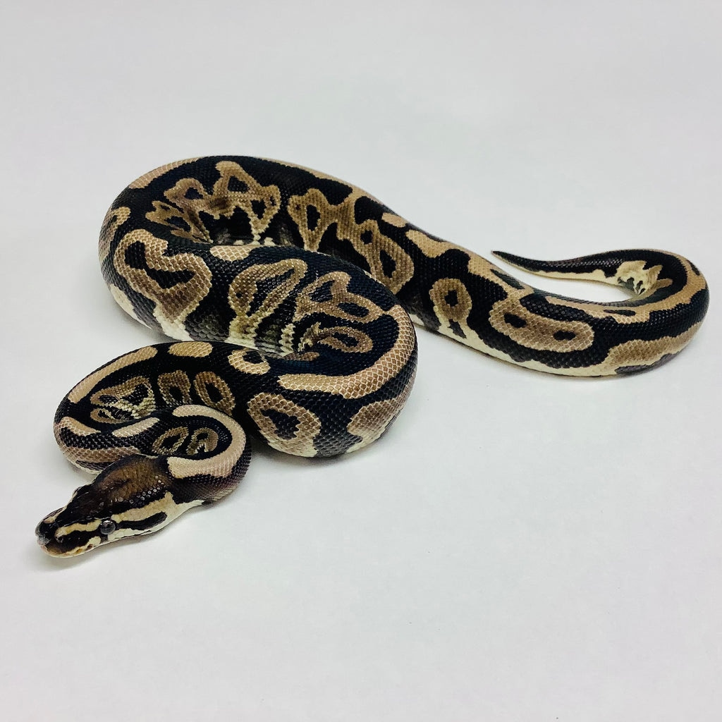 Lori Leopard Ball Python by BHB Reptiles - MorphMarket