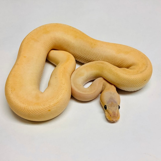 Pastel Mimosa Ball Python by BHB Reptiles
