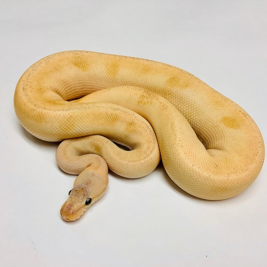 Pastel Mimosa Ball Python by BHB Reptiles