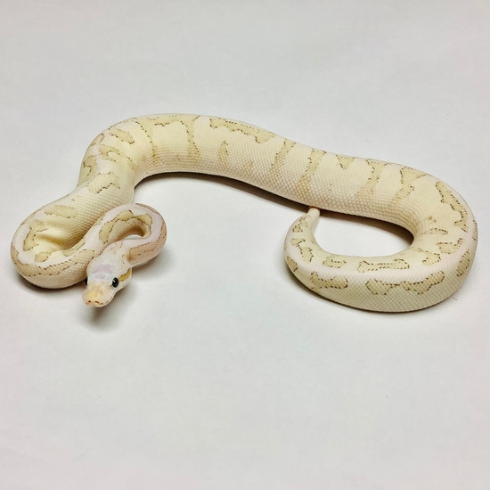 Pastel Vanilla Cream Bamboo Yellowbelly Ball Python by BHB Reptiles