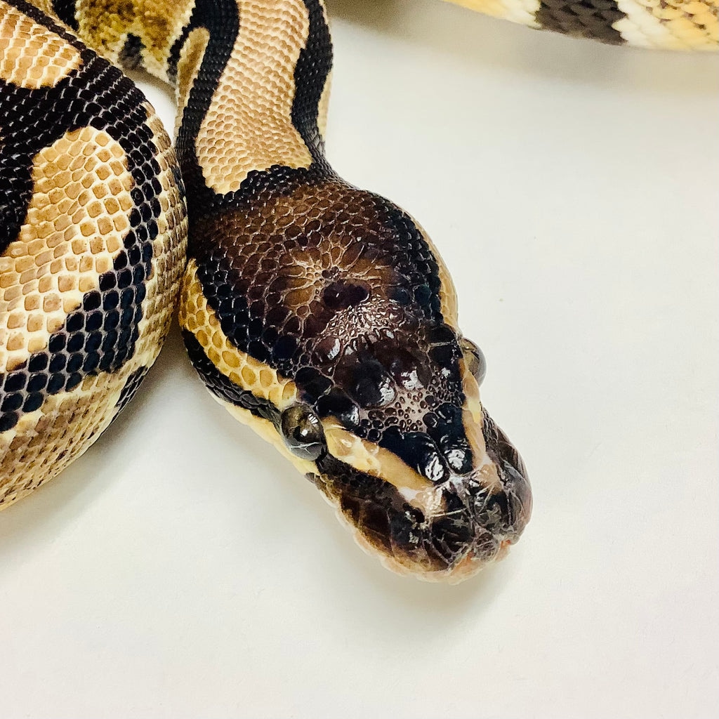 Scaleless Head Ball Python by BHB Reptiles - MorphMarket