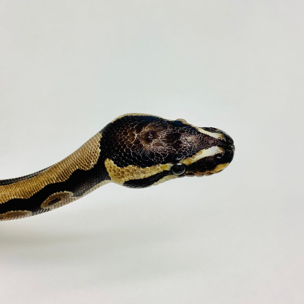 Scaleless Head Ball Python by BHB Reptiles - MorphMarket