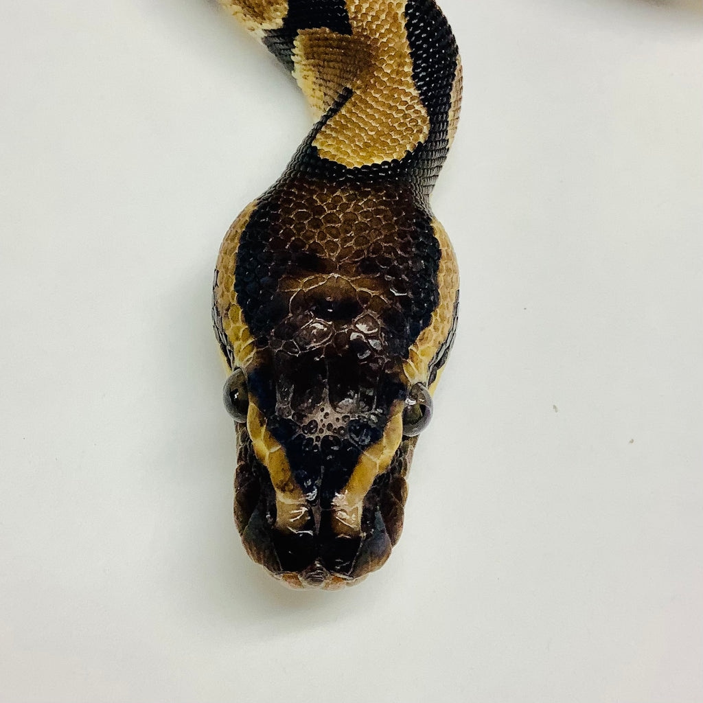 Scaleless Head Ball Python by BHB Reptiles - MorphMarket
