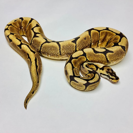 Spider Spector Ball Python by BHB Reptiles